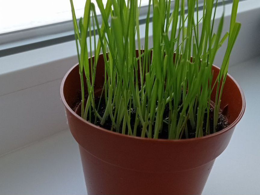 Трава свежая (зелень) для хомяков