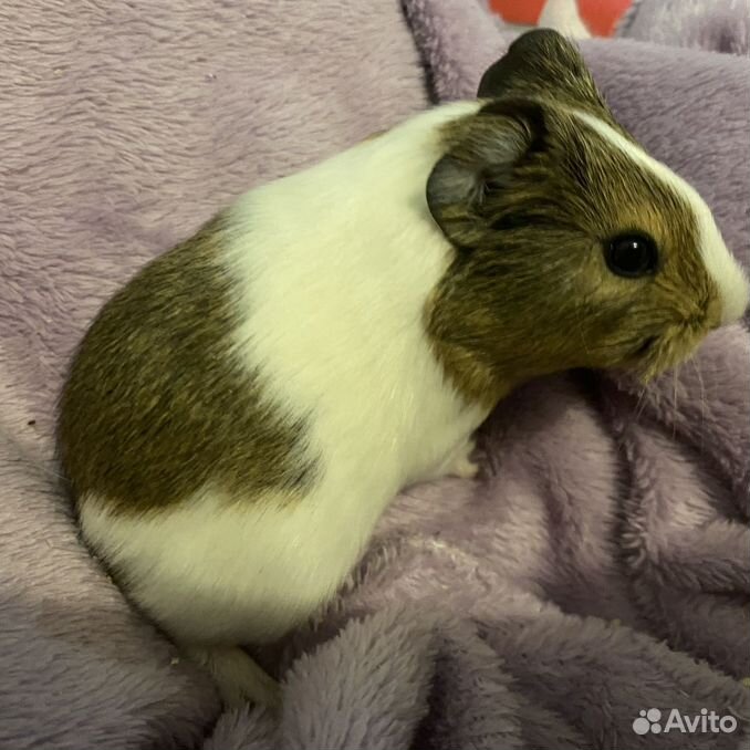 Морская свинка смесь Тедди гладкошёрстная