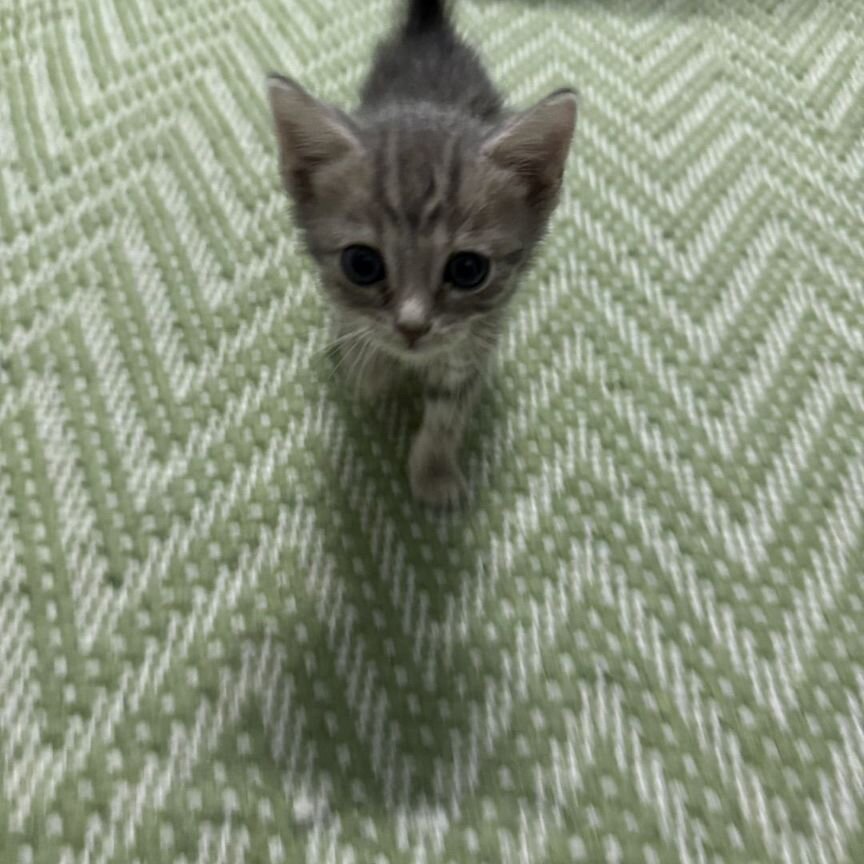 Котята в добрые руки мальчики