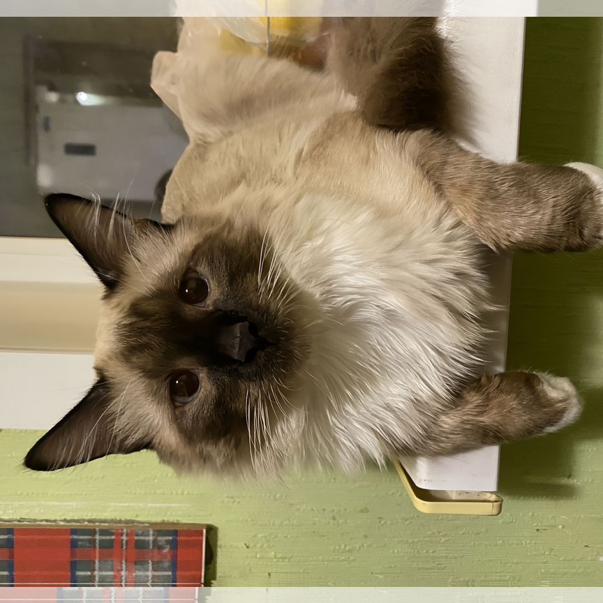 Невский маскарадный котёнок