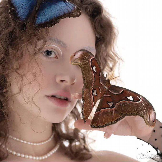 Живые тропические бабочки куколки
