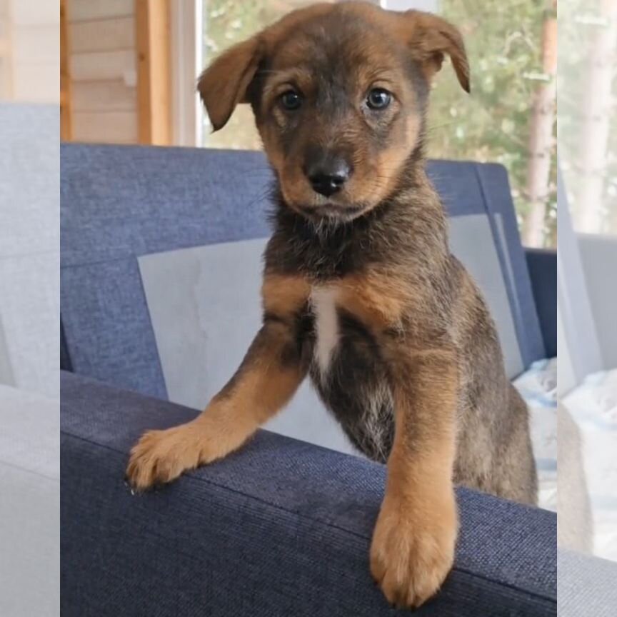 Щенок в добрые руки бесплатно