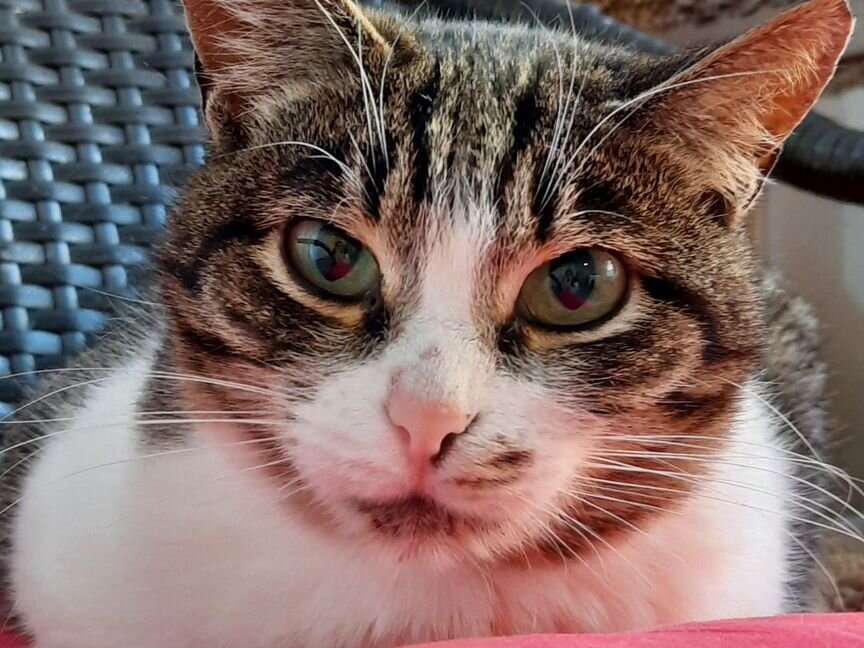 Лика. Кошка ищет дом