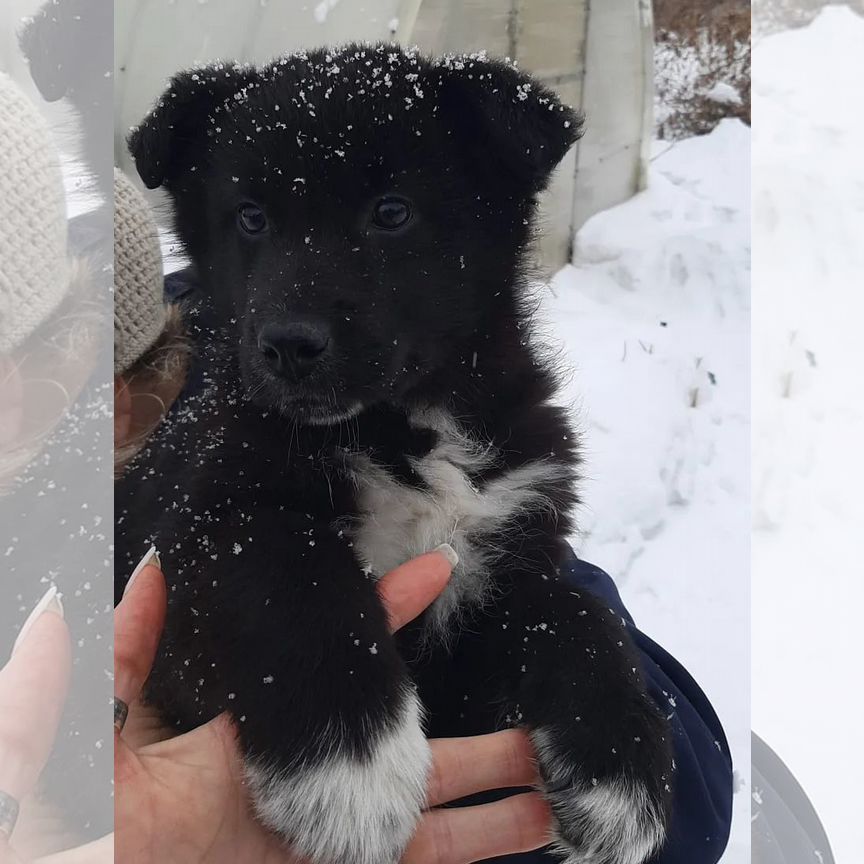 Щенок в добрые руки