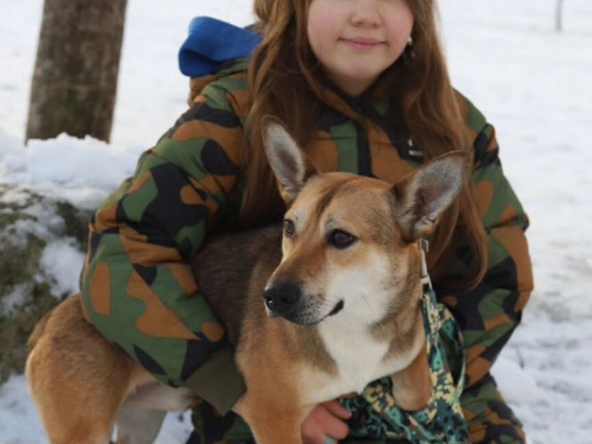 Небольшой пёсик Лисик ищет дом