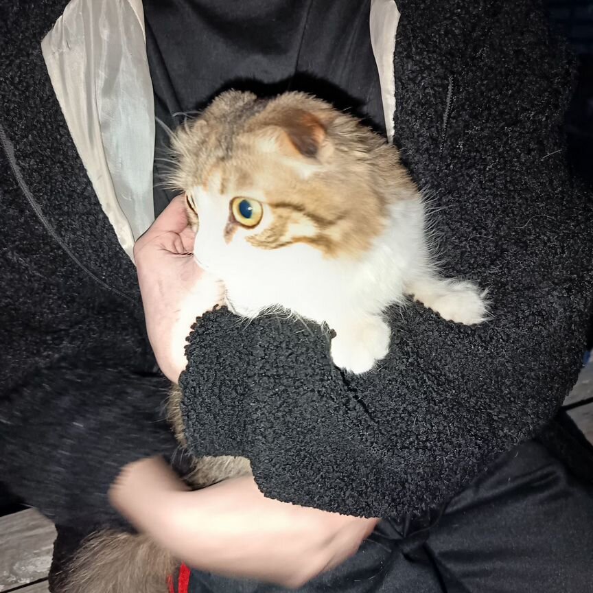 Пристрой кошечки