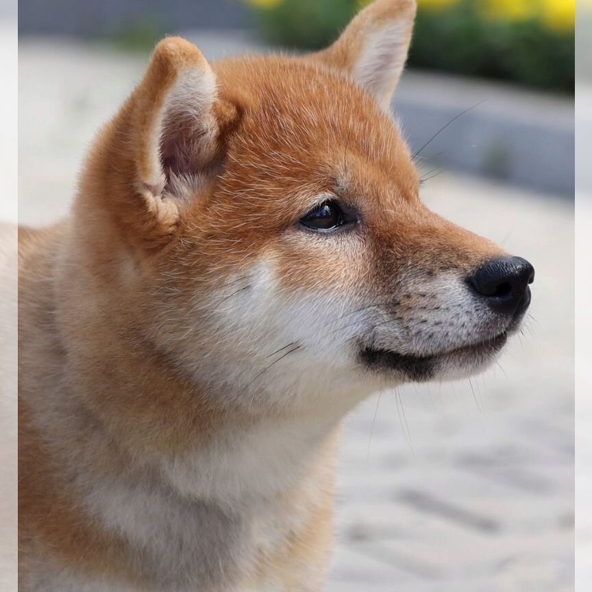 Сиба