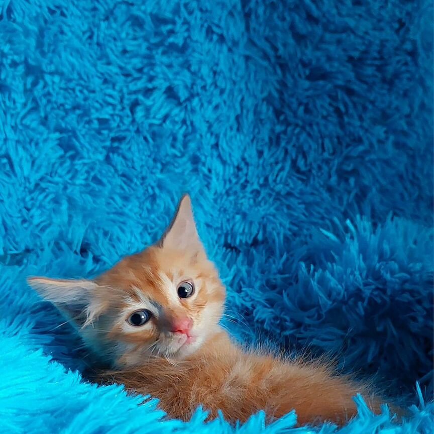 Наглая мордочка Кузя