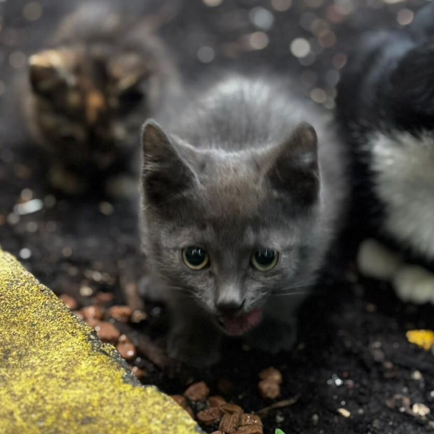 Котенок в добрые руки живёт на улице