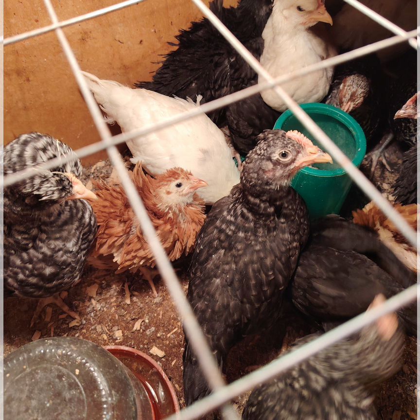 Продам цеплят