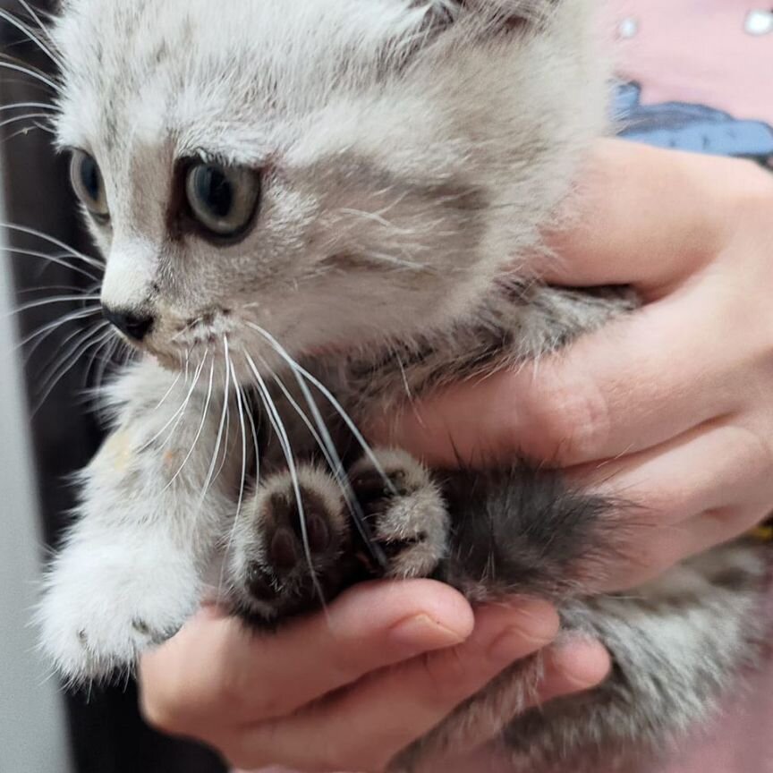 Отдадим котят в добрые руки 1,5 месяца