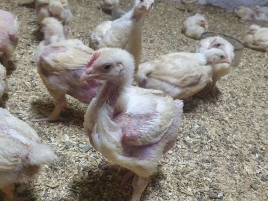 Подрощенные бройлеры кобб 700