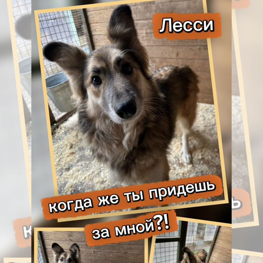 Взрослая собака в добрые руки