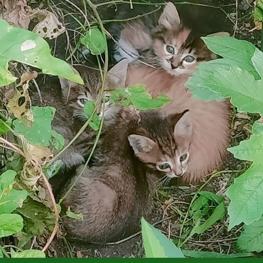 Котята в добрые руки бесплатно