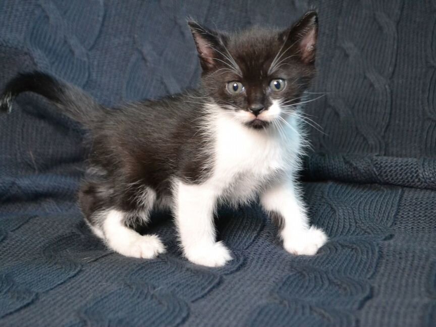 Котятки в добрые руки