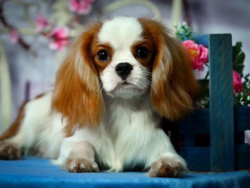 Мальчик красивый для души