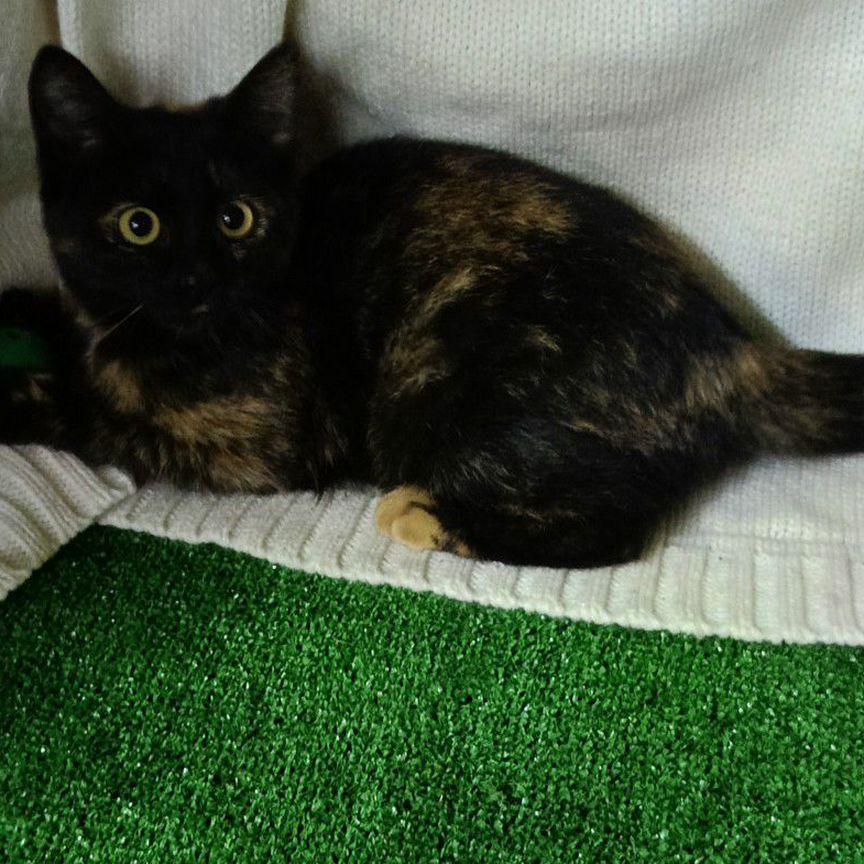 Котенок в дар девочка