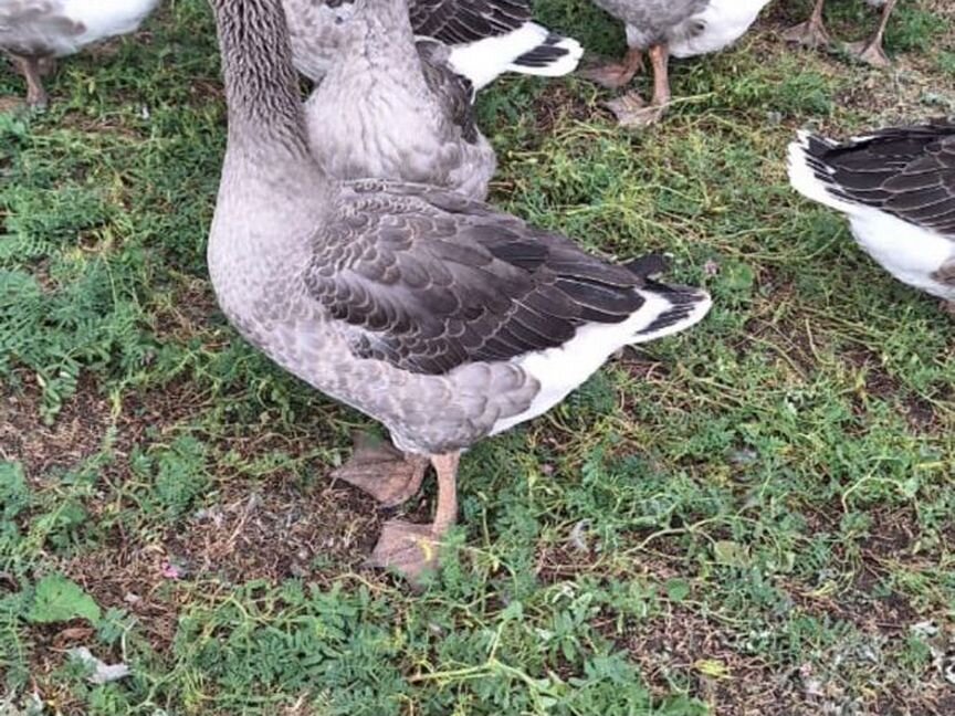 Гуси
