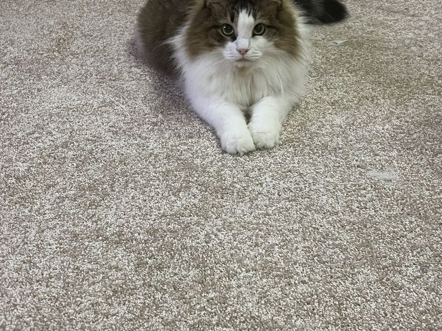 Сибирский кот