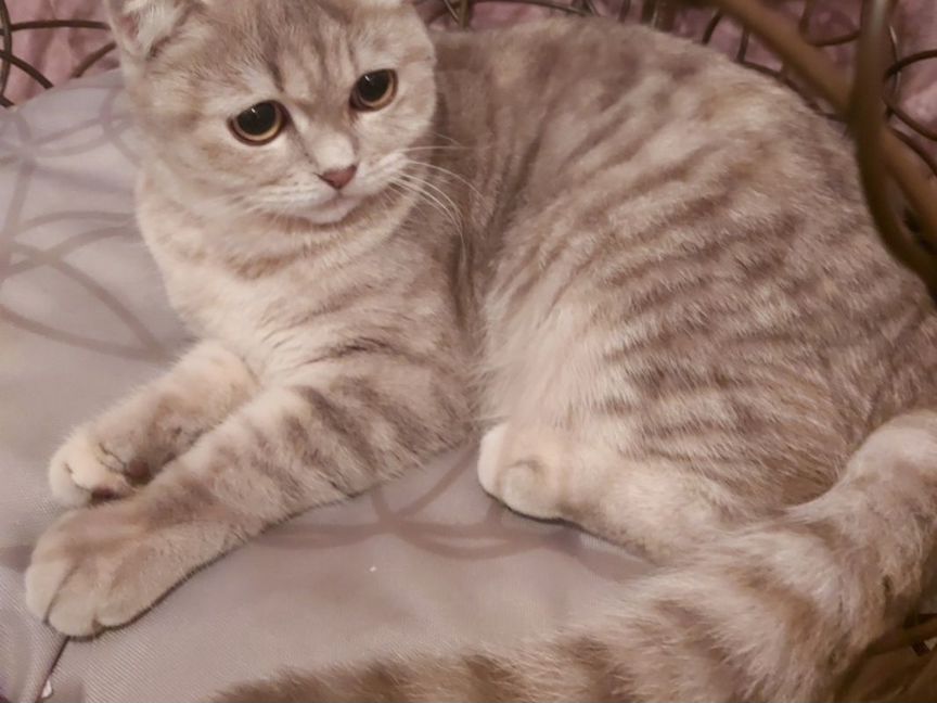 Шотландская вислоухая кошка