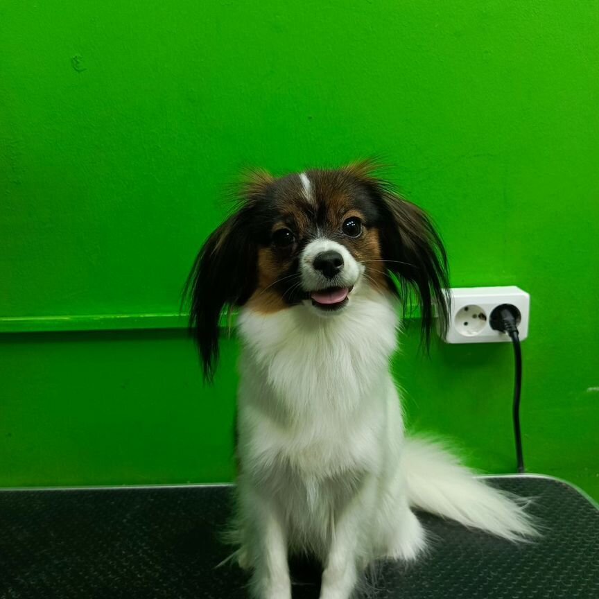 Взрослая девочка фален