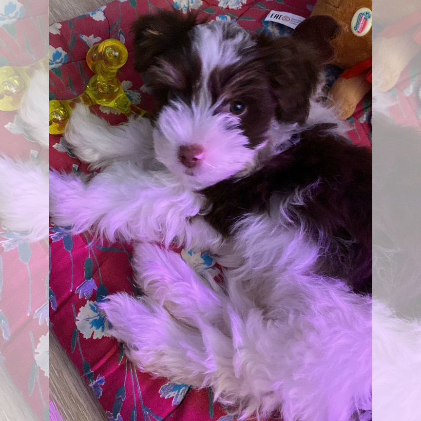 Биро йорк с набором для содержания