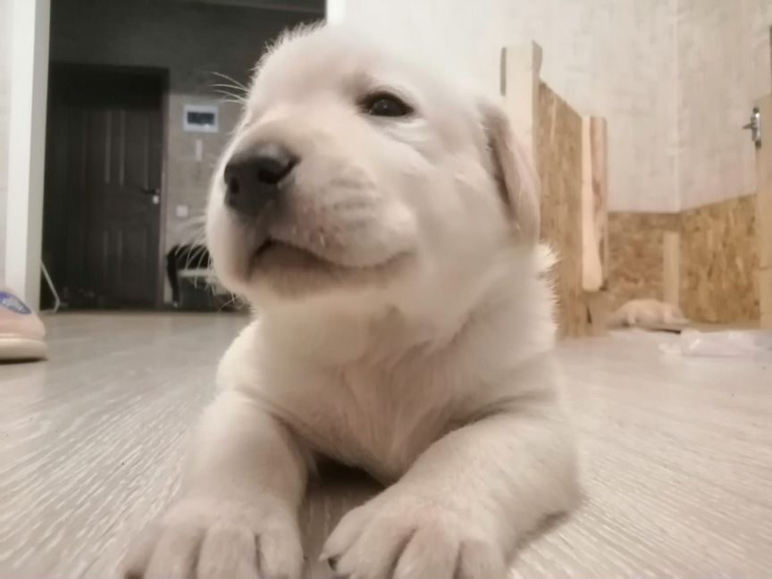 Щенки лабрадора