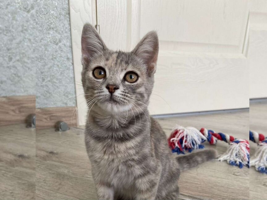 Котёнок, девочка, 3 месяца, ищет дом