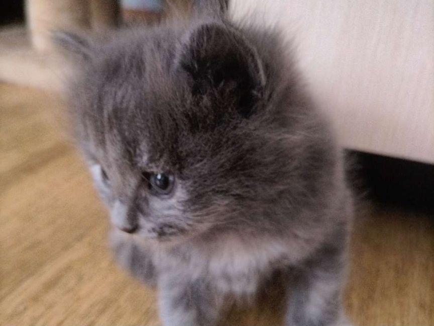 Кошка в дар бесплатно