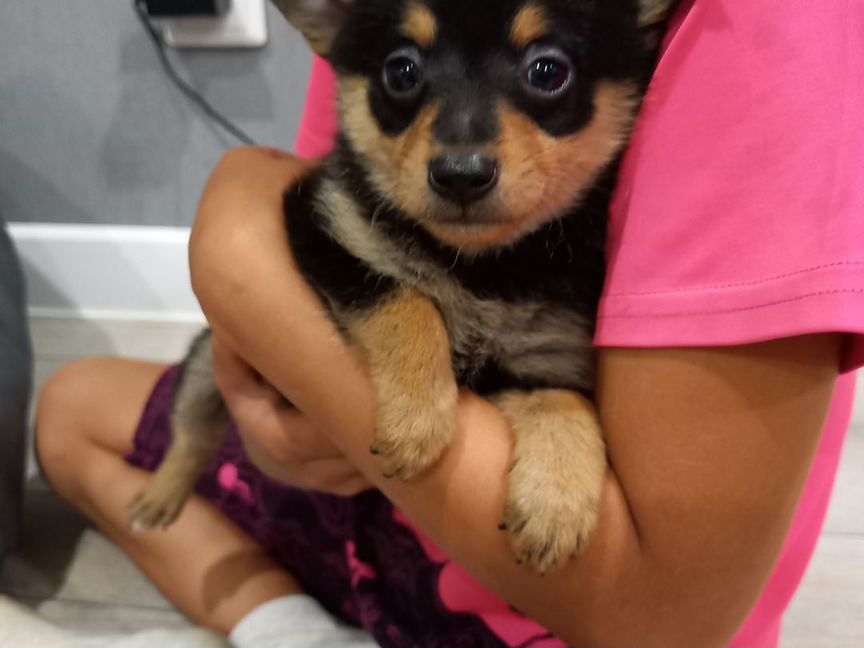 Шенки шпица и цвергпинчера