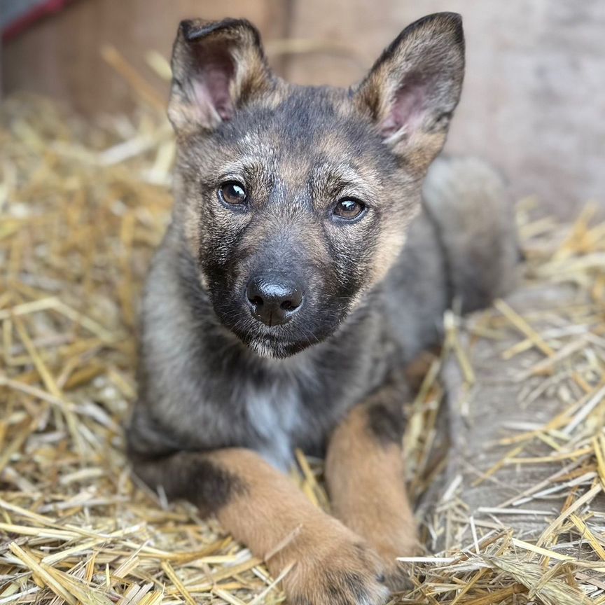 Щенок в добрые руки