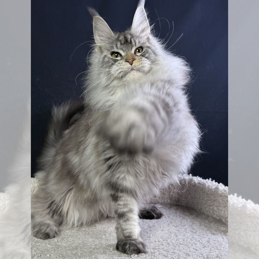 Мейн-кун котёнок