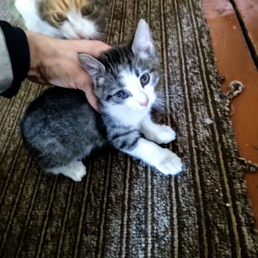 Котята в добрые руки
