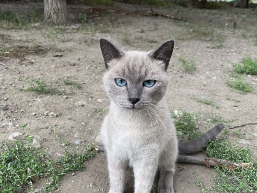 Кошка в дар бесплатно