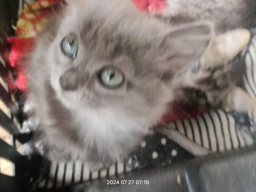 Котик и кошечка 1,5месяца
