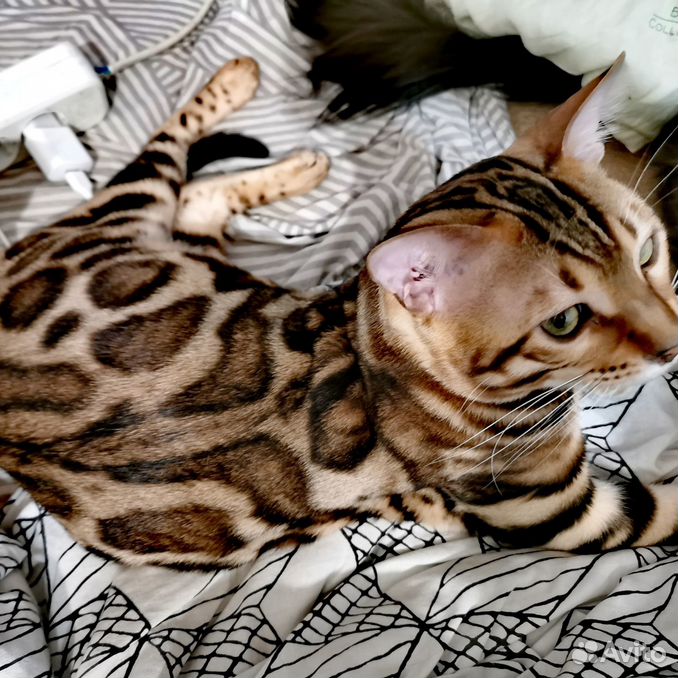 Вязка бенгал