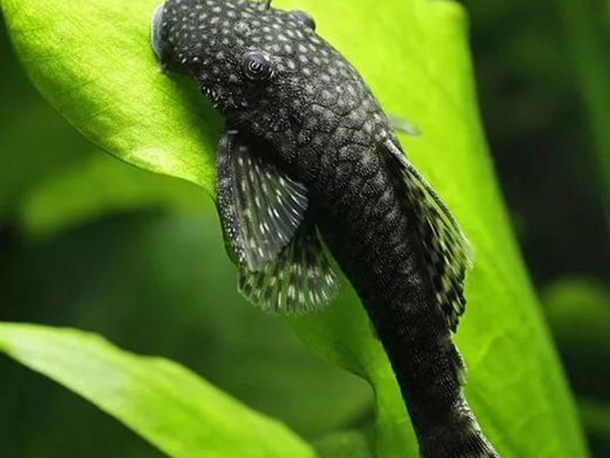 Анциструс с генами вуалехвостых