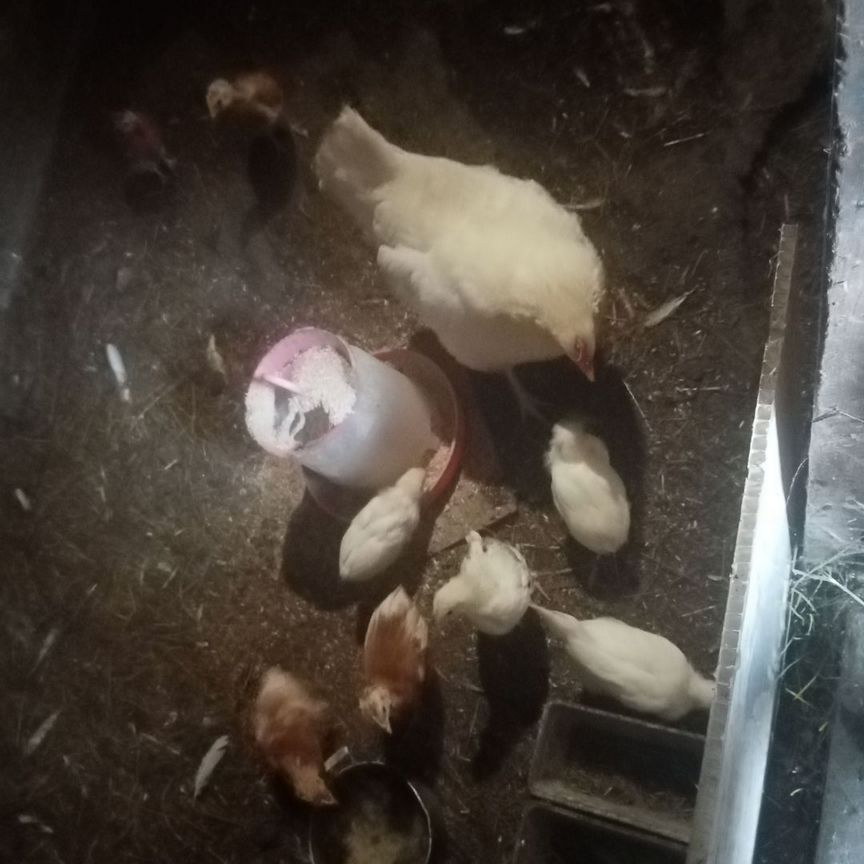 Циплята с курицей