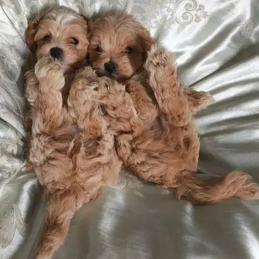 Мальтипу, щенок