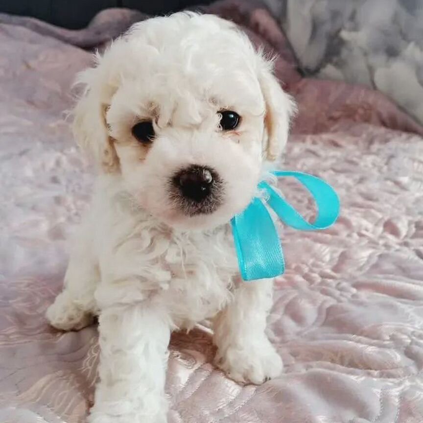 Той-пудель, щенок