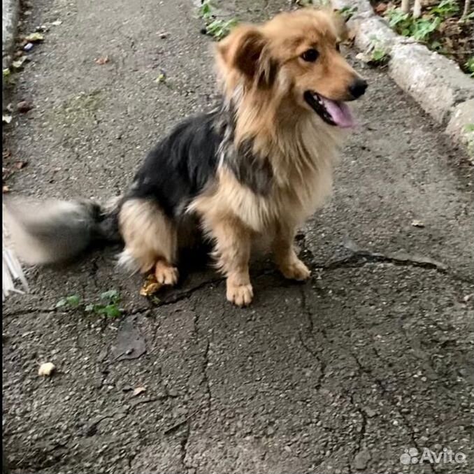 Отдам коротколапую собачку метиса