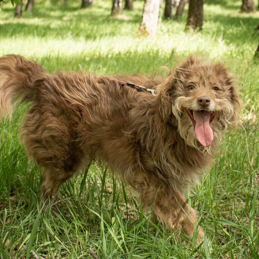 Чарли очень нужен дом