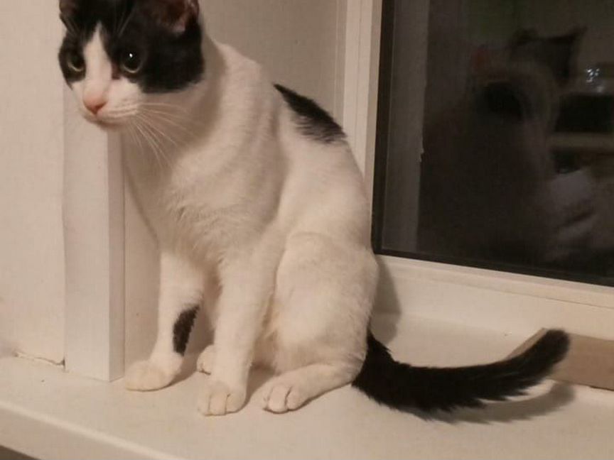 Анатолийская кошка