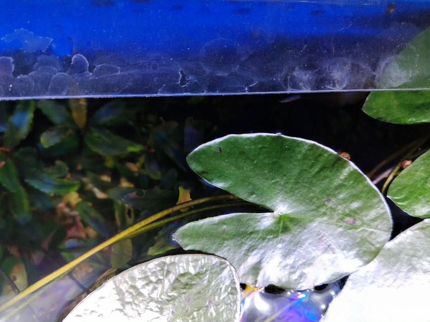 Аквариумные растения