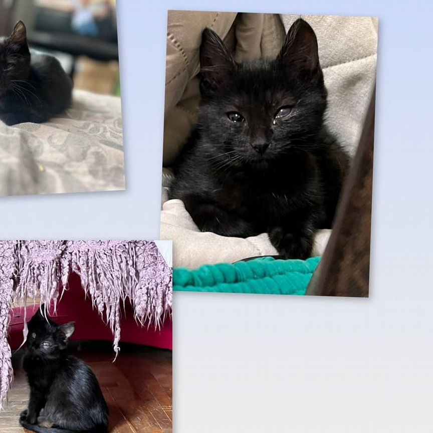 Котёнок в добрые руки