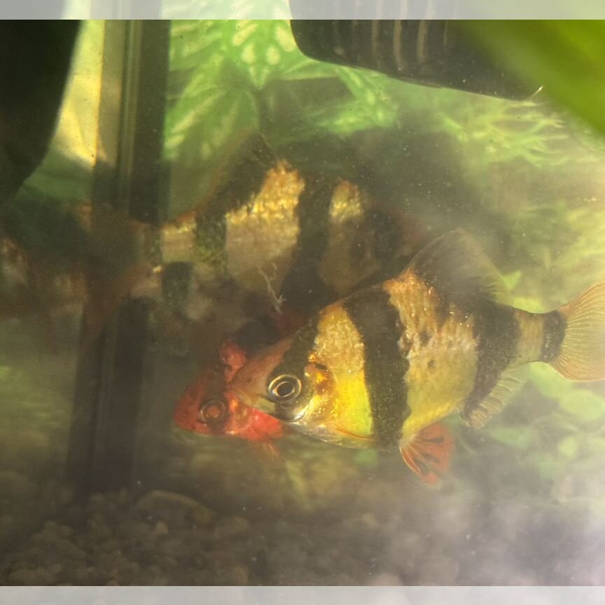 Барбус суматранский
