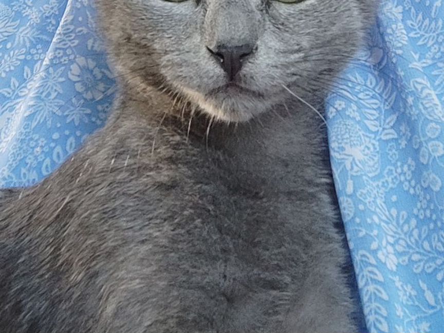 Котенок-мальчик, серо-голубой, в добрые руки