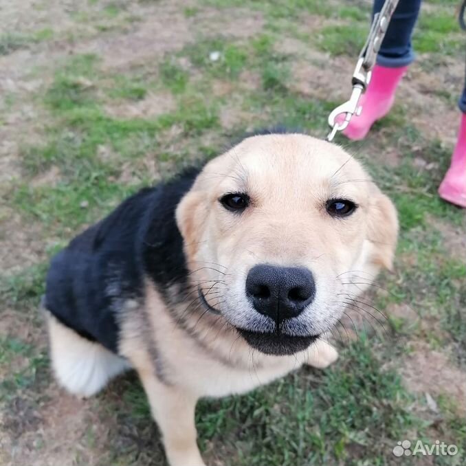 Вики, хитрюга-щенок