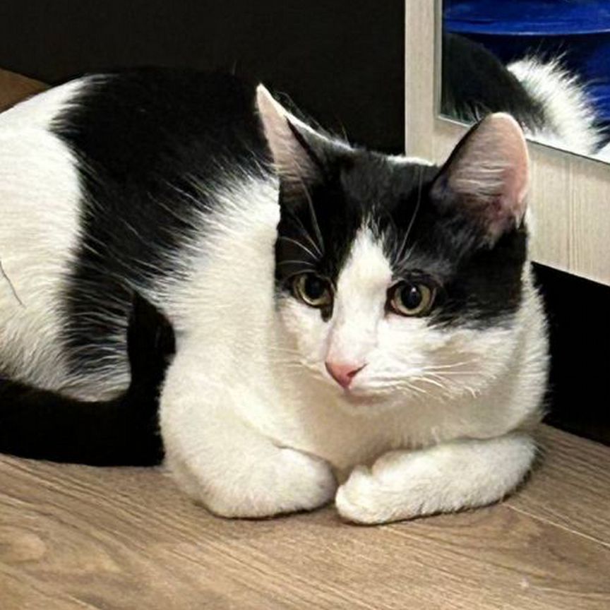 Котенок Тимоша