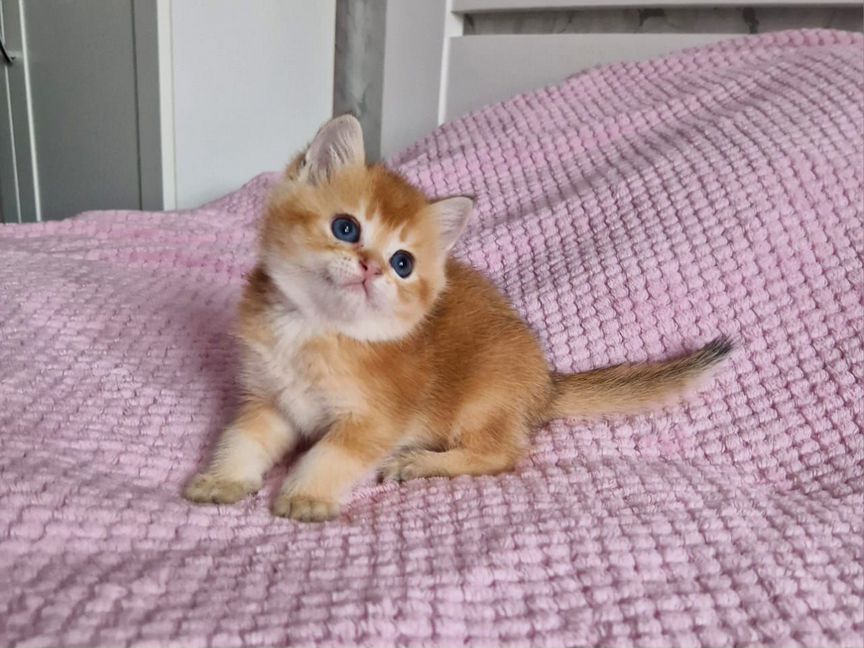 Золотой котик скоттиш-страйт
